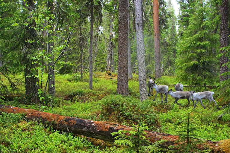 Descubre la taiga o bosque boreal: características, flora, fauna y ...