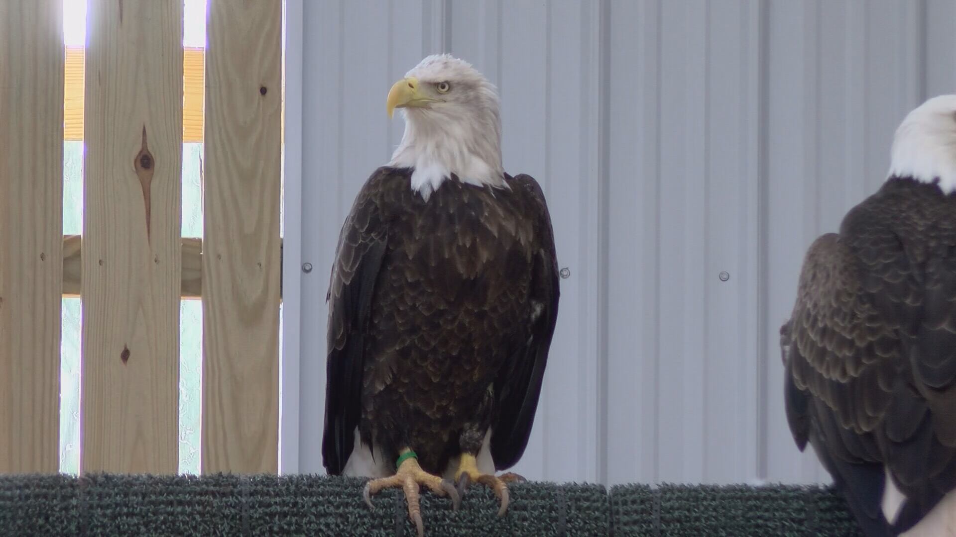 DNR celebrates 85 years of protecting bald eagles on National Eagle Day