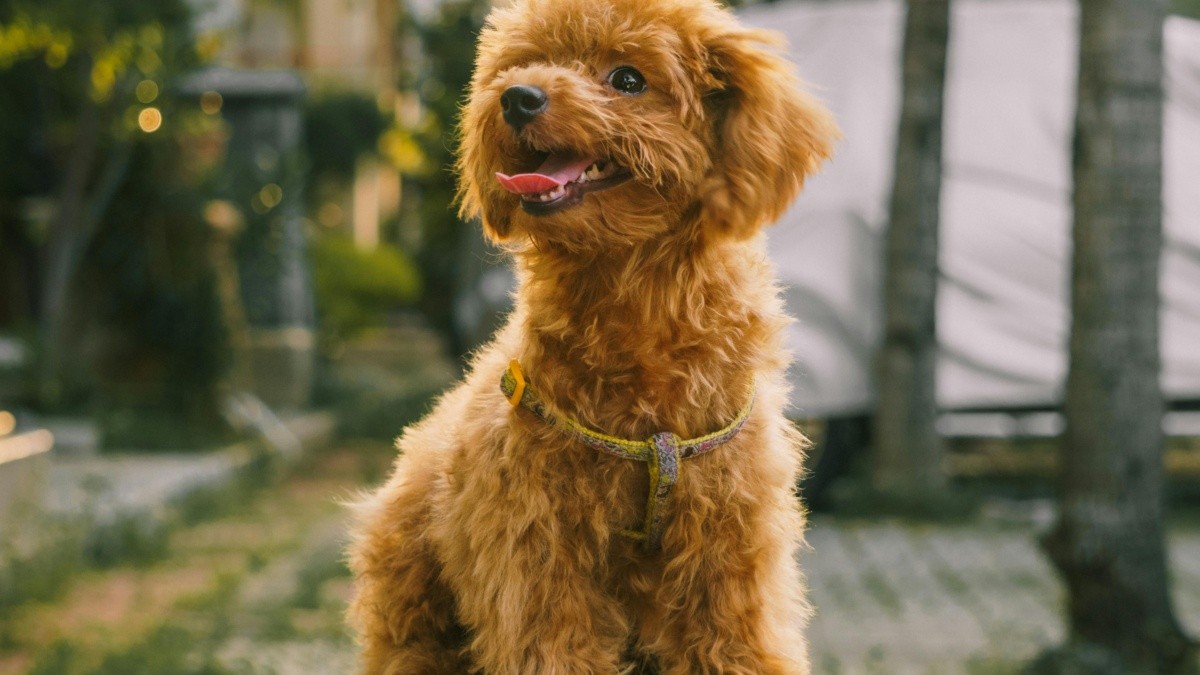 8 small dog breeds known for their intelligence, making them great ...