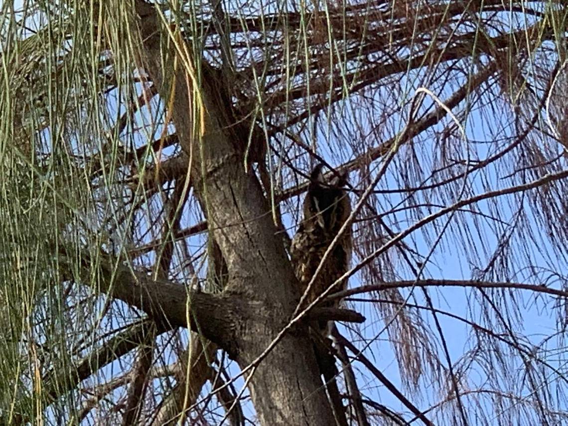 ‘Rare' animal visitors - and words of warning. See latest creature ...