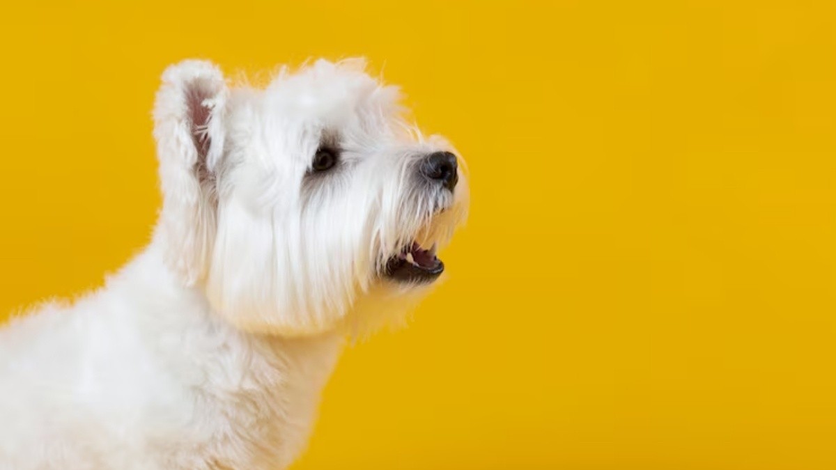 10 original name ideas for your adorable male dog