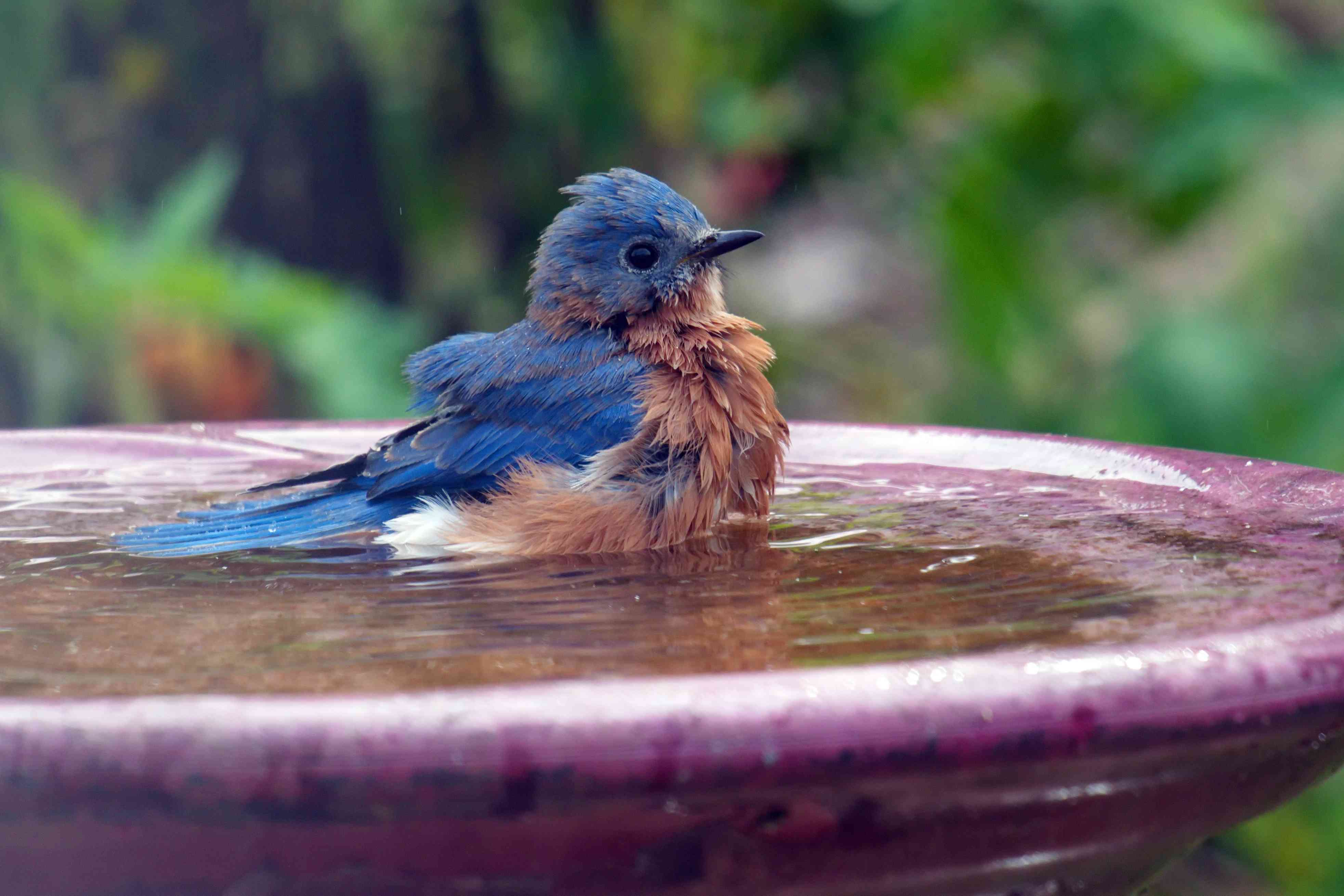 Mosquitoes love your yard for these 5 reasons—here’s how to keep them away