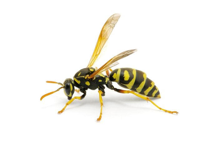 Wasp vs Bee: 6 Key Differences Between Bees and Wasps