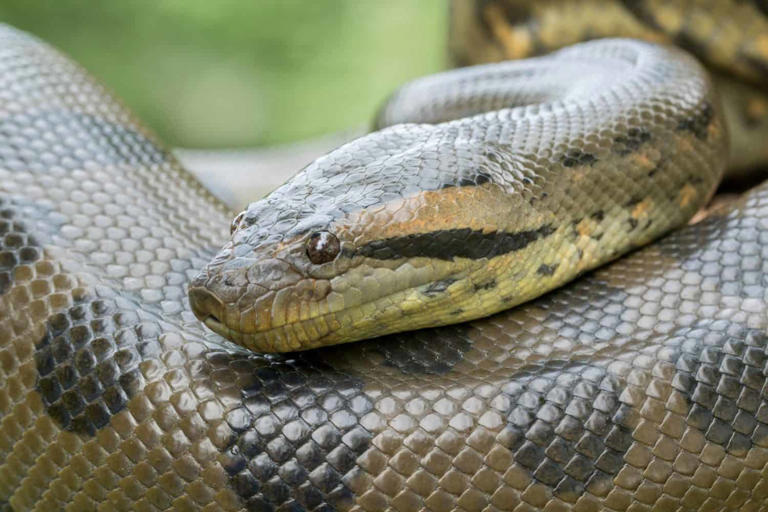 Find Out Why This Snake Eats Its Mate