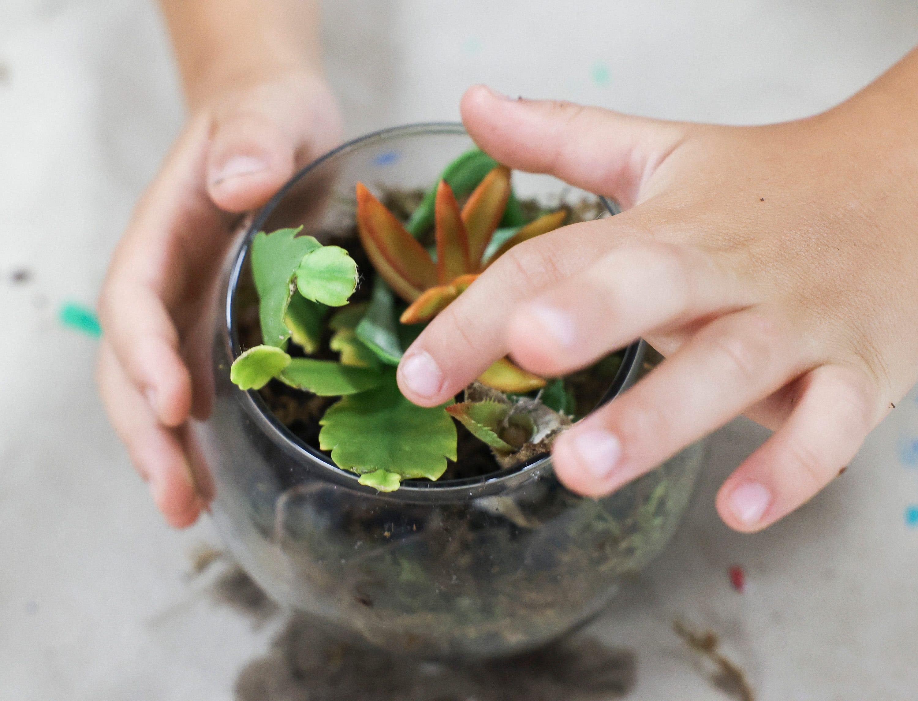 How to make a terrarium