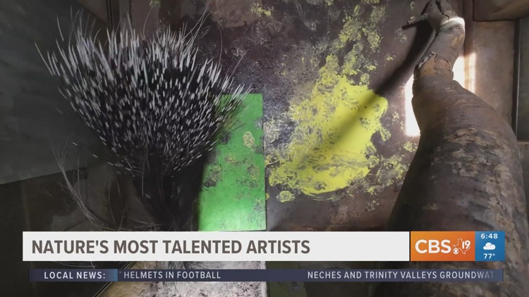 EXPLORING THE CALDWELL ZOO: Meet nature's most talented artists