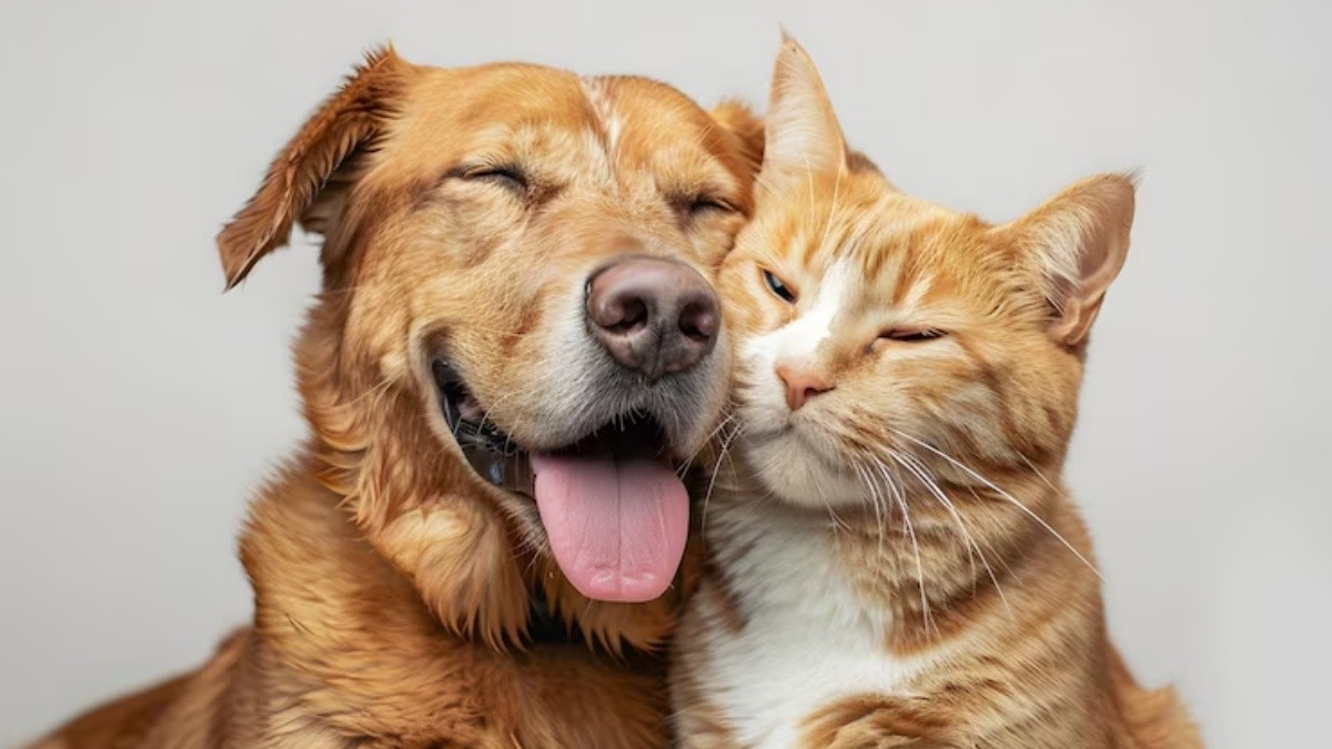 Dogs or cats? Find out who is more loyal and why