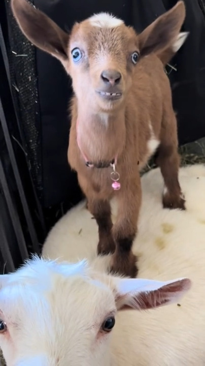 Baby Goat Smiles at Camera