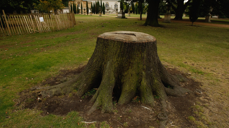 A Clever Epsom Salt Hack That'll Help Remove Tree Stumps In Your Yard