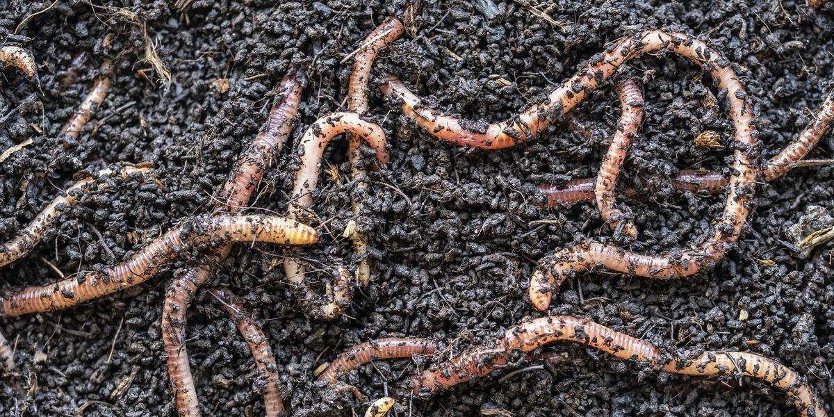 Darwin Loved Worms. They May Have Just Proved Him Wrong About Evolution.
