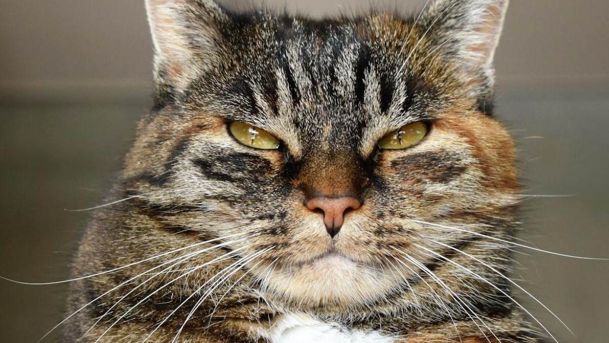 10 signs your cat is stressed