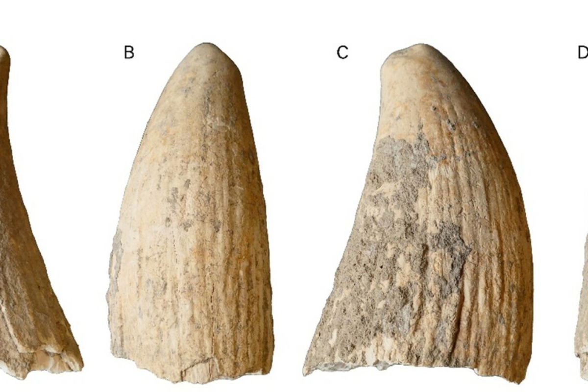 Un raro diente fósil de ballena revela secretos de los antiguos ibéricos
