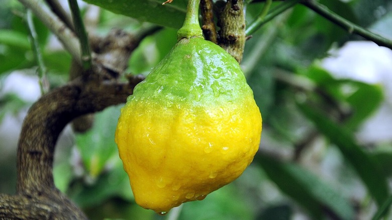Common Diseases You Should Know About Before Growing Lemon Trees