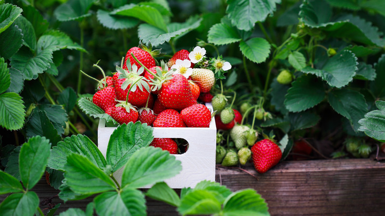 22 Varieties Of Strawberries, Explained