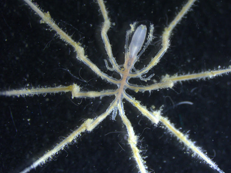 3 new sea spiders discovered on ocean floor are first known species to ...