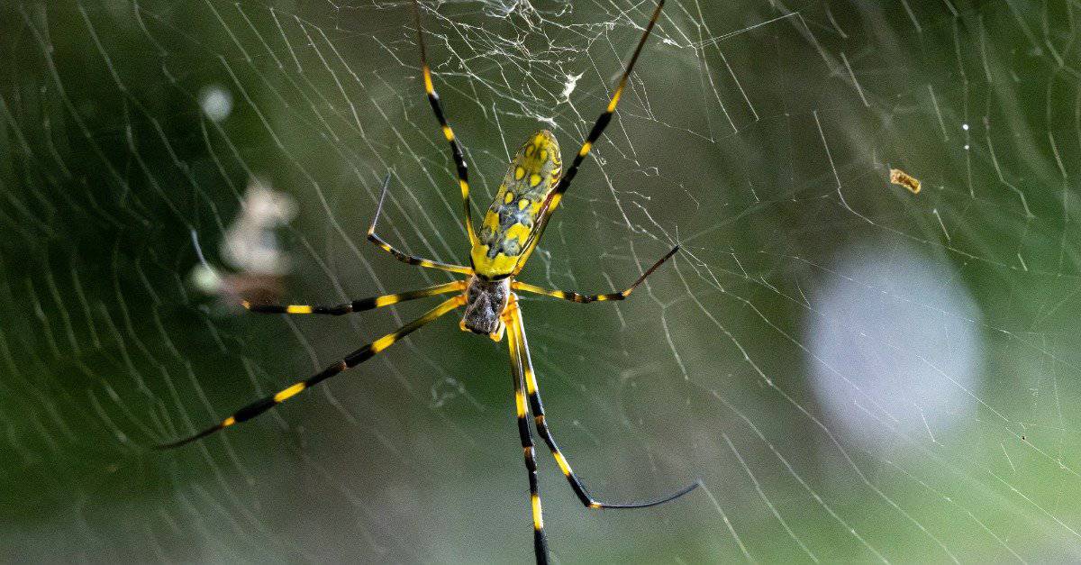 Is the Invasive Joro Spider Headed to a Town Near You?
