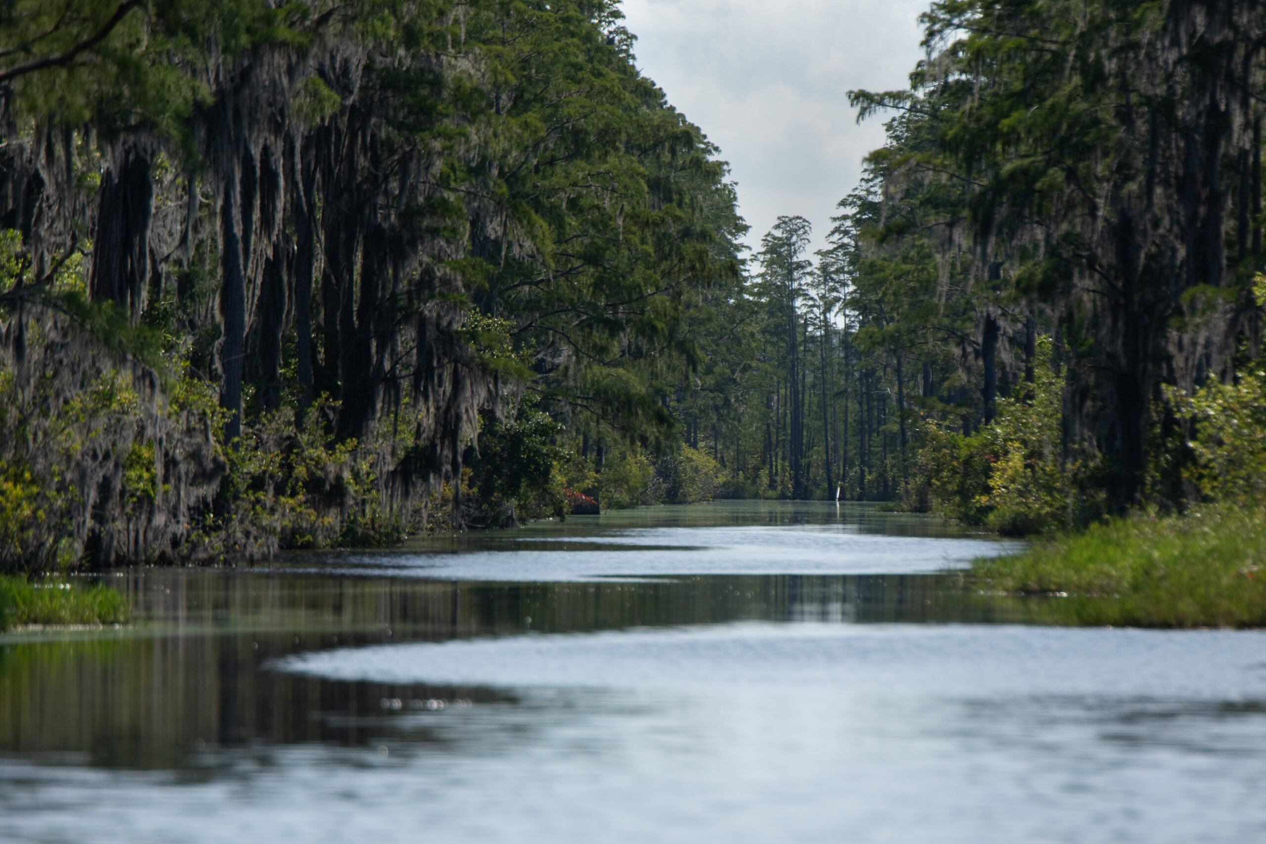 Closed since 2007: $500,000 grant will restore iconic Okefenokee ...