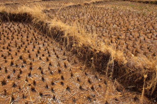 Supply of key crop plummets as severe weather devastates agricultural ...