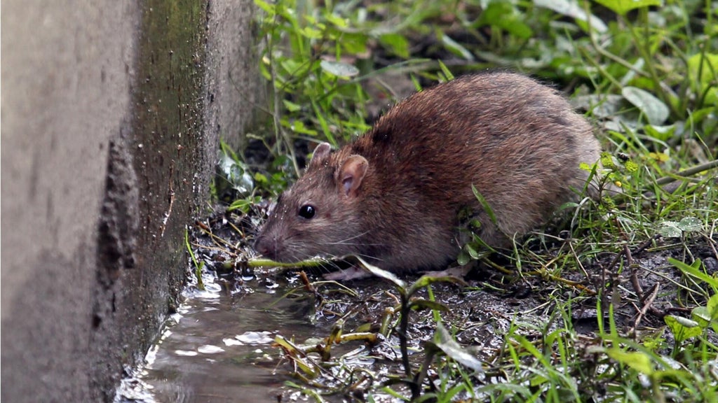 Rats in Boston may be spreading potentially deadly disease, Tufts ...