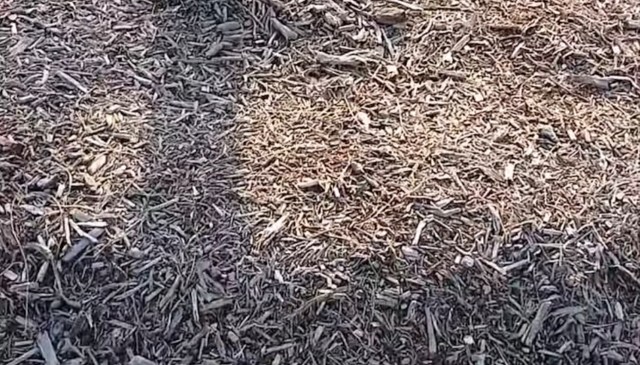 Expert reveals how common landscaping practice could be damaging your ...
