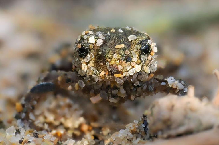 North Wales beach you can share with 'beautiful' toads from hidden gem lake
