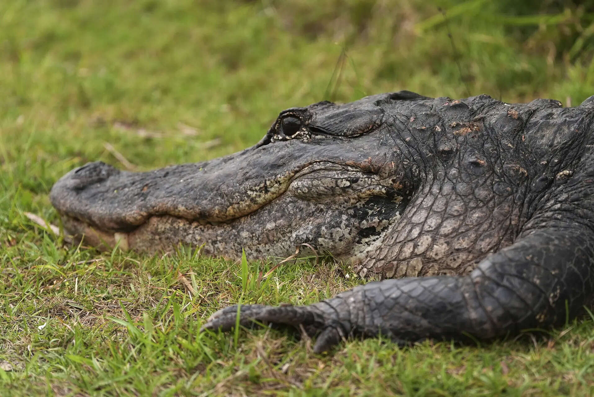 Inside the terrifying Florida's 'Alligator Alcatraz': Dangerous ...