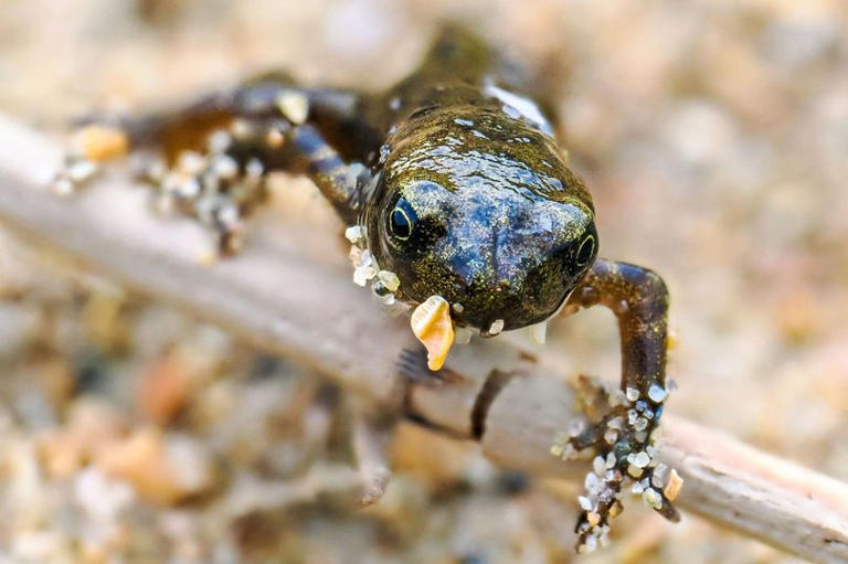 North Wales beach you can share with 'beautiful' toads from hidden gem lake