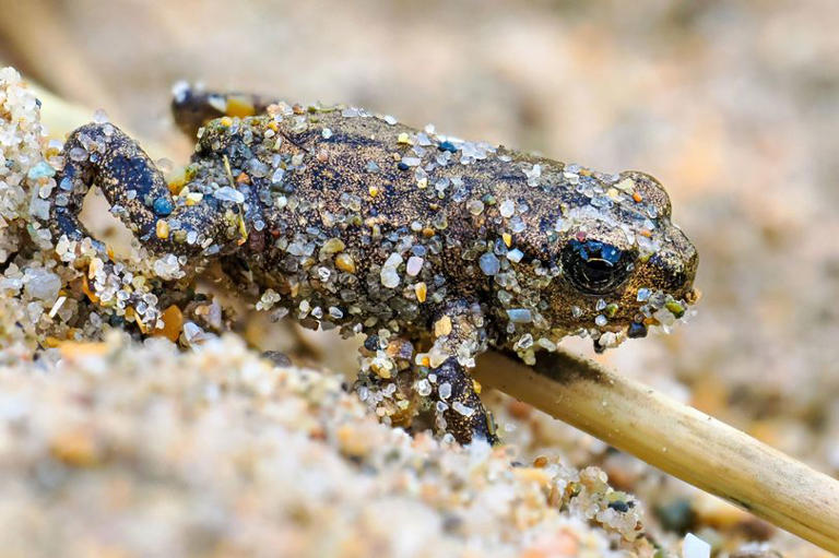 North Wales beach you can share with 'beautiful' toads from hidden gem lake