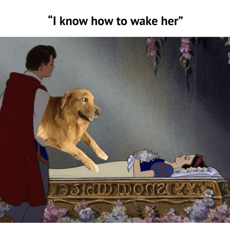 23 Howlarious Dog Memes for Pawrents-to-Be and Dog-Lovers In Need of a ...