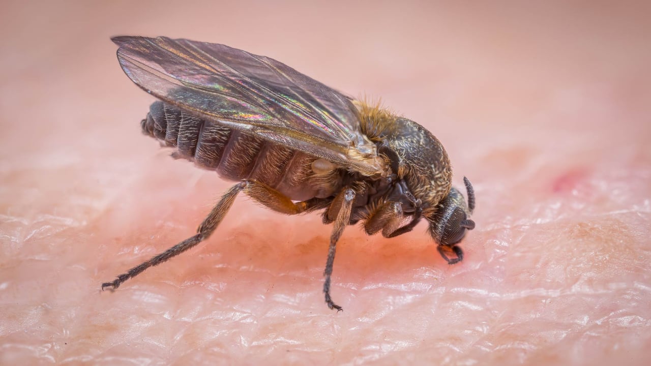 The hopeful silver lining to a bad blackfly season in Nova Scotia