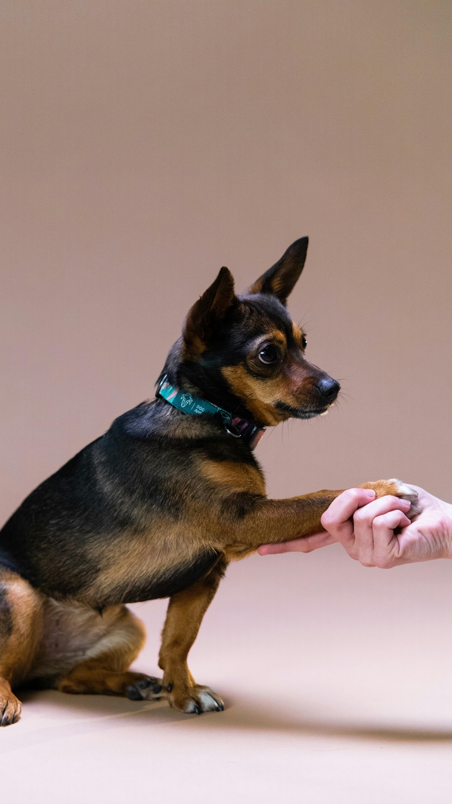 Dog training myths that most owners fall for