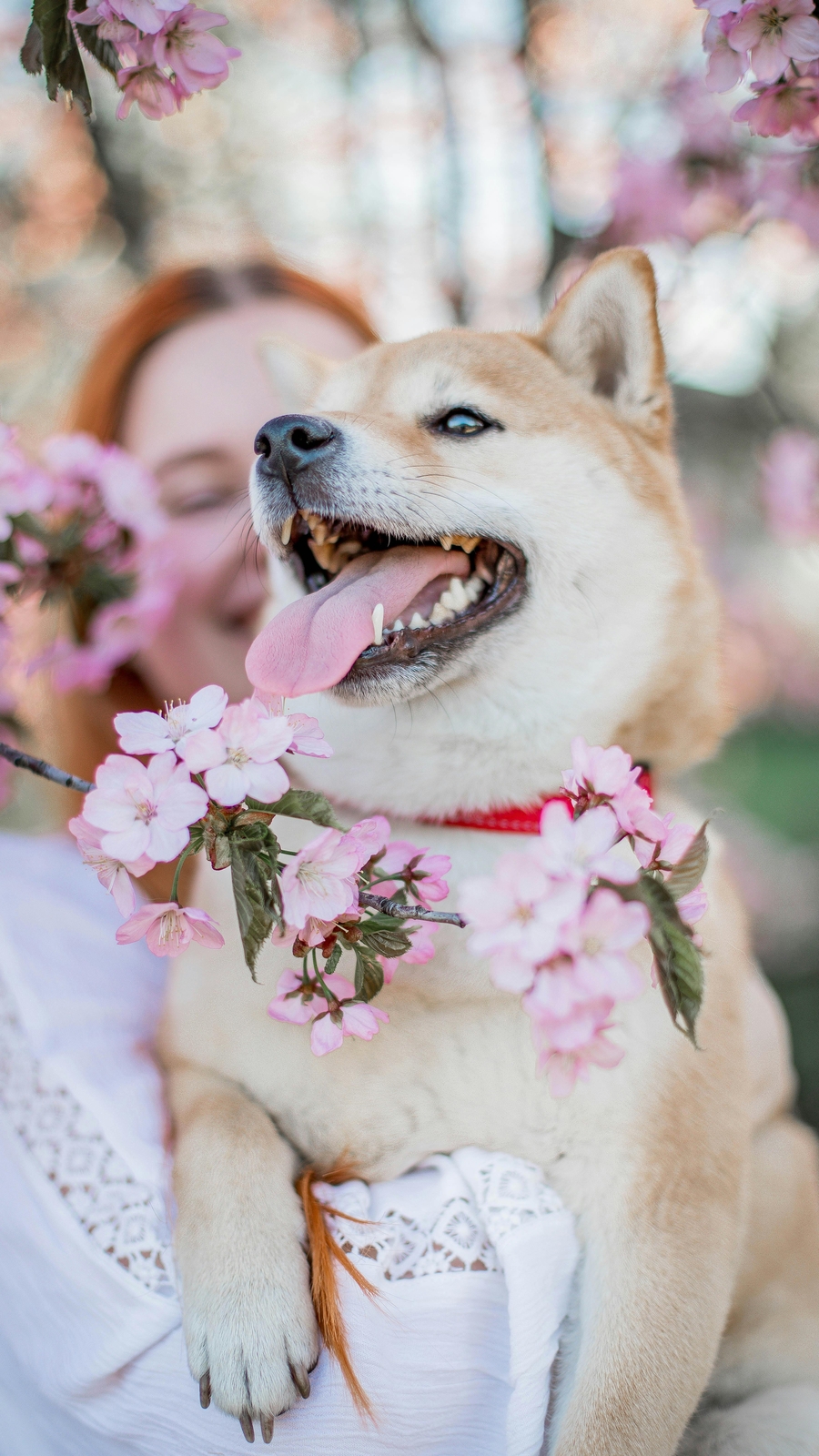 Dog training myths that most owners fall for