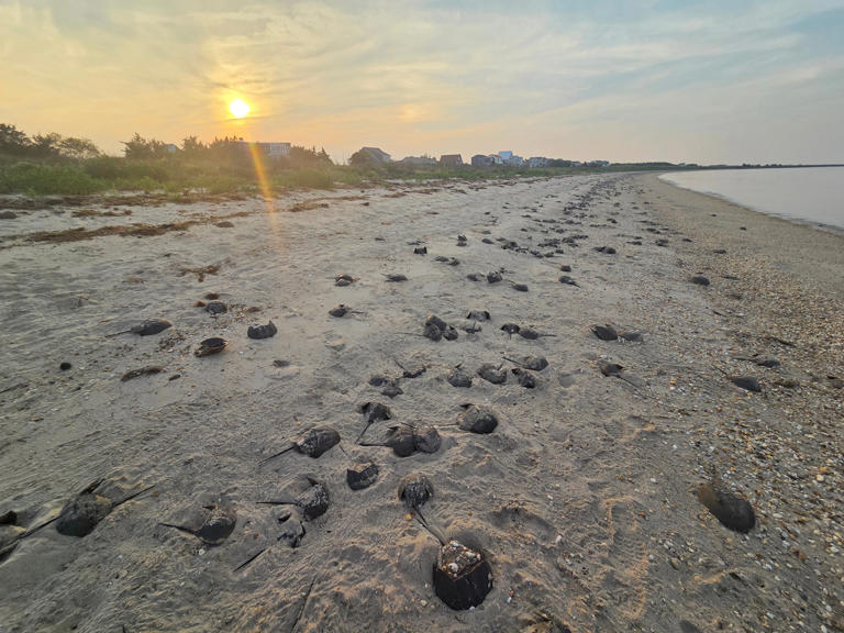 Have you been to these 3 'hidden gem' beaches in Delaware? See which ...