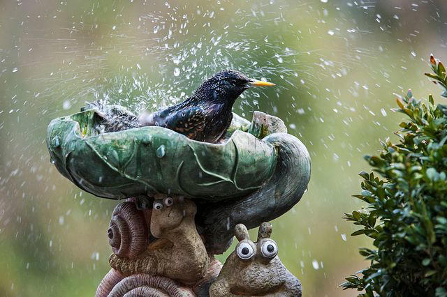 Can you use vinegar to safely clean bird bath algae? Wildlife pros say ...