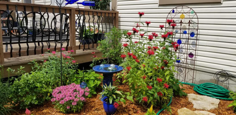 Garden: Here's what to know about plant life cycles