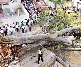 BBMP insurance scheme for tree fall victims on the cards