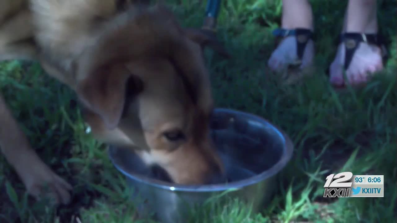PAWS in Ada bringing awareness for paw safety