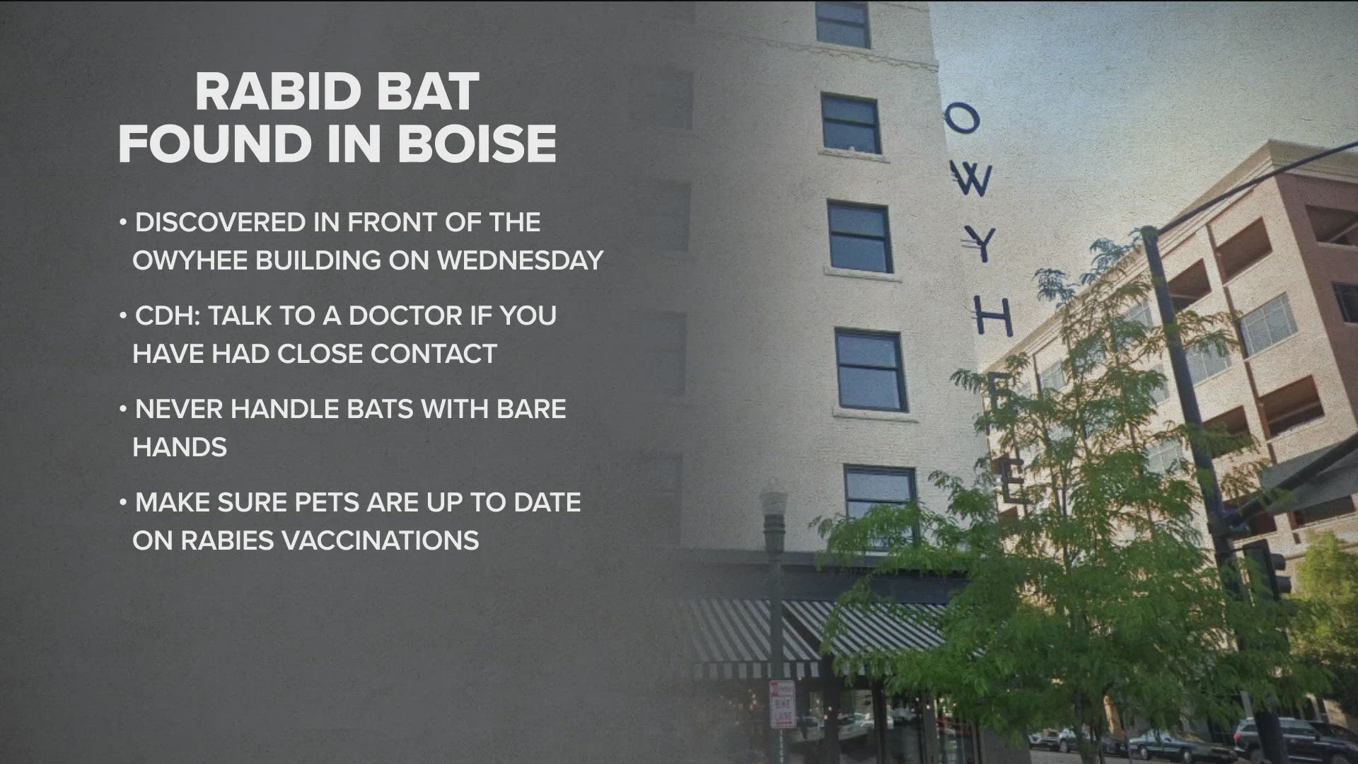 Bat found in Downtown Boise tests positive for rabies