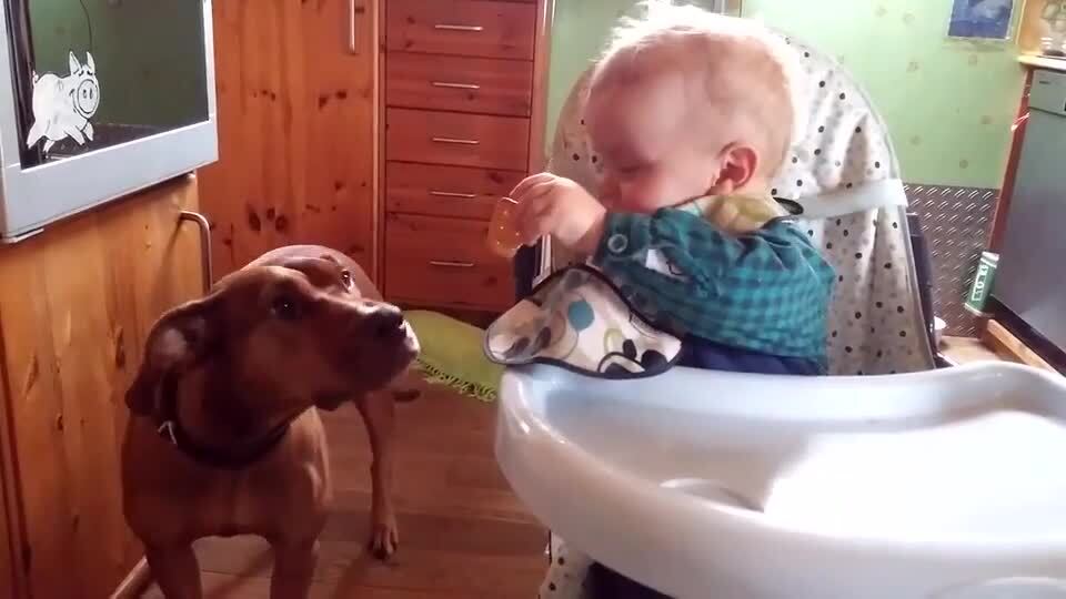 Dog Steals Cracker From Laughing Baby in High Chair