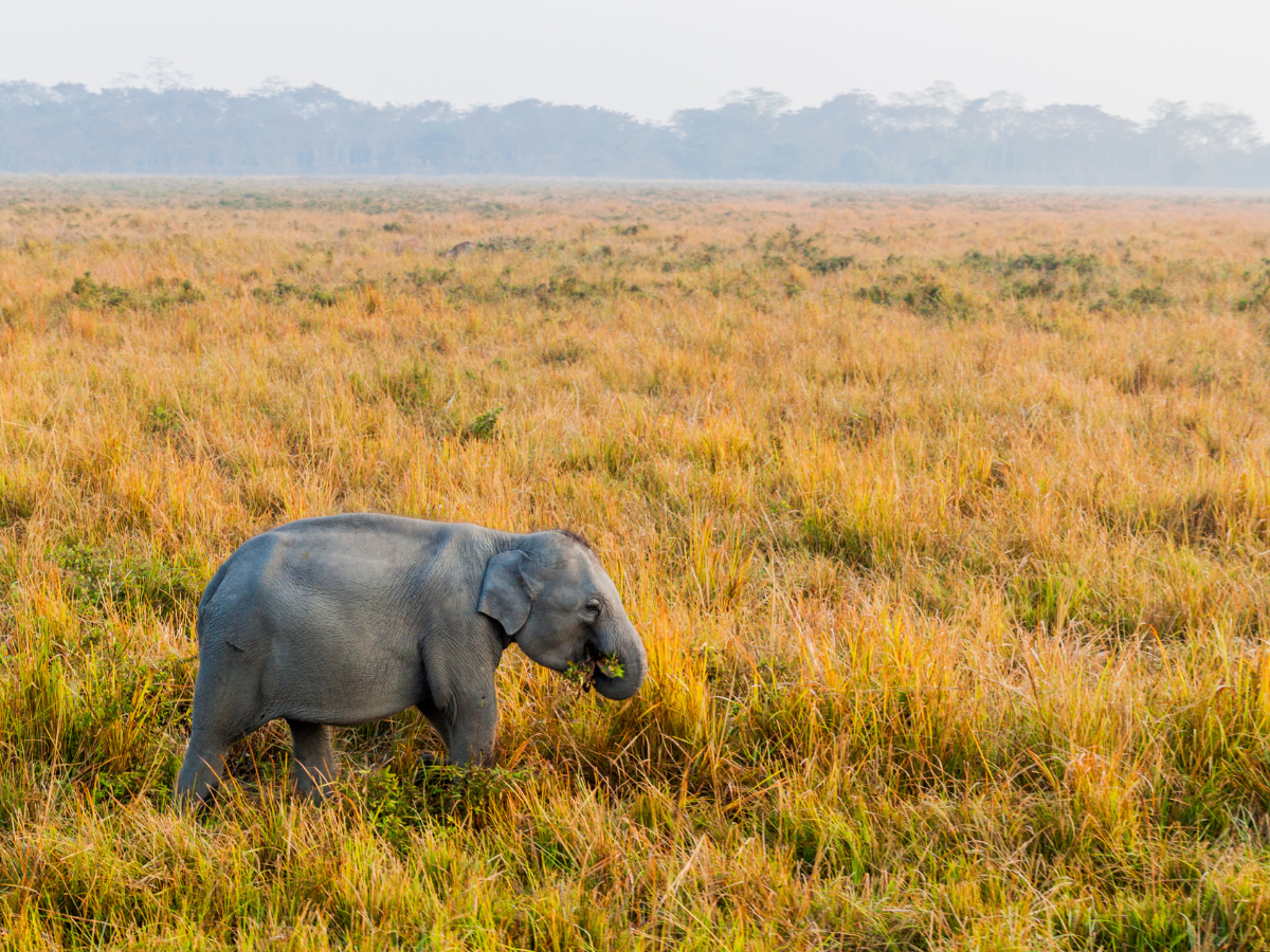 Where to see elephants in India: Top 5 locations