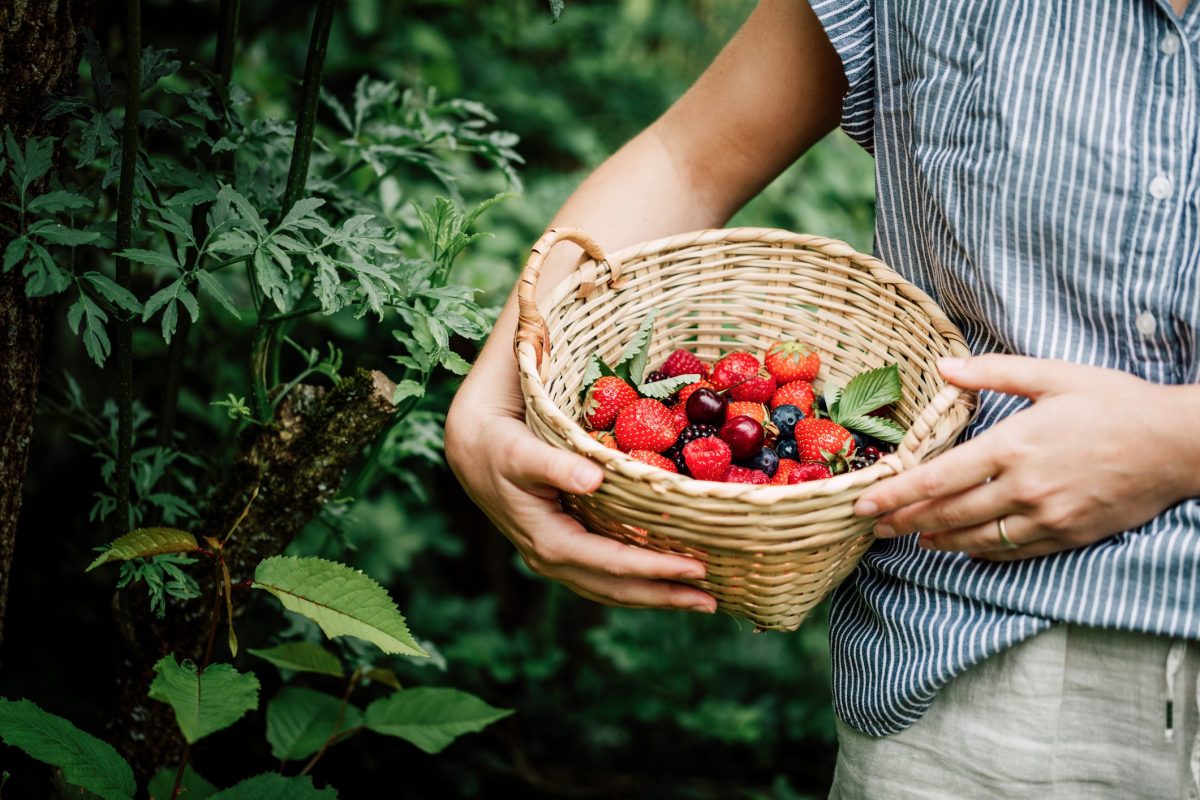 Fruits and vegetables to harvest now – in time for a second crop