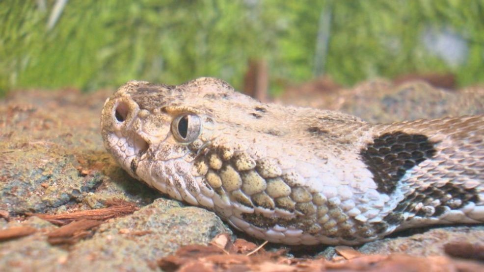 Missouri residents urged to watch for snakes as summer brings increased sightings