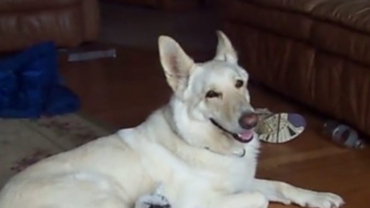 German Shepherd takes in odd-looking ‘puppy’—but all is not as it seems ...