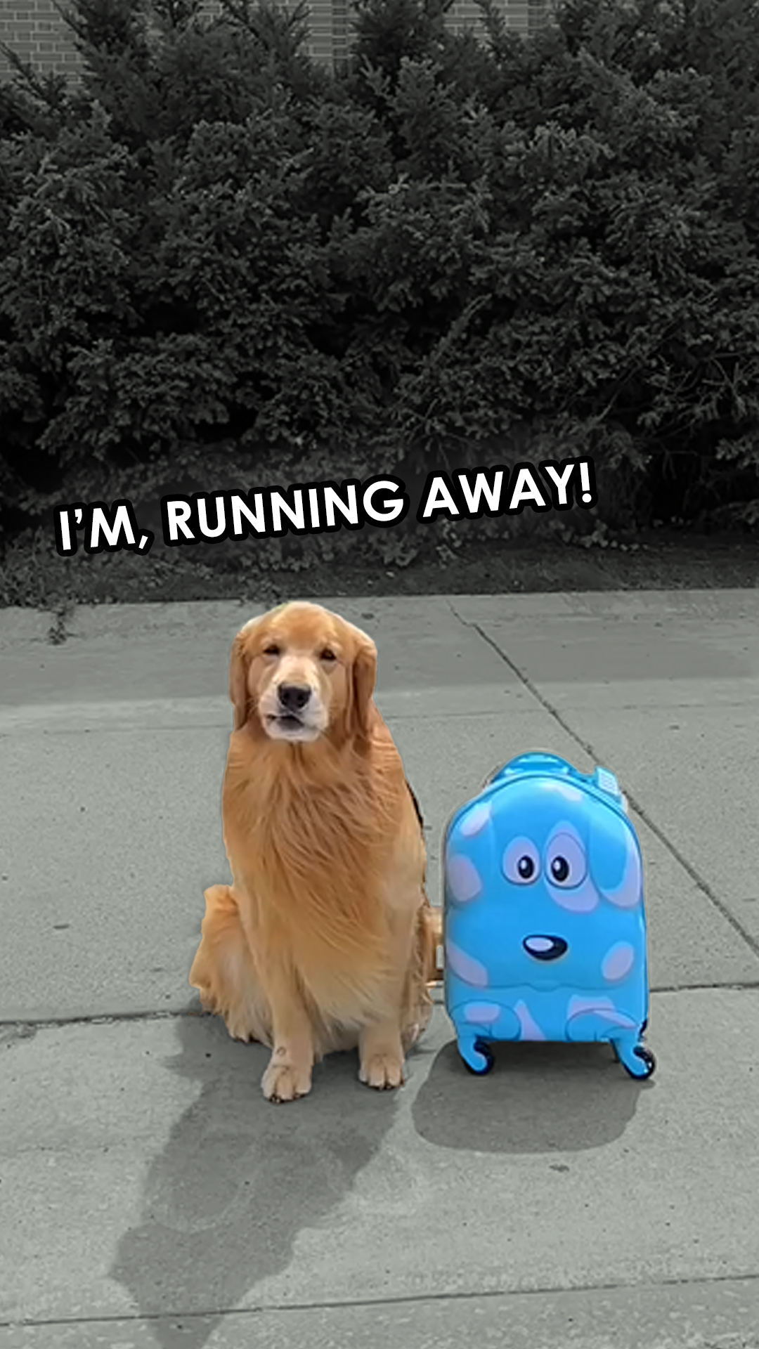 Funny Golden Retriever Says “I’m Running Away!” – Dramatic Dog Moment