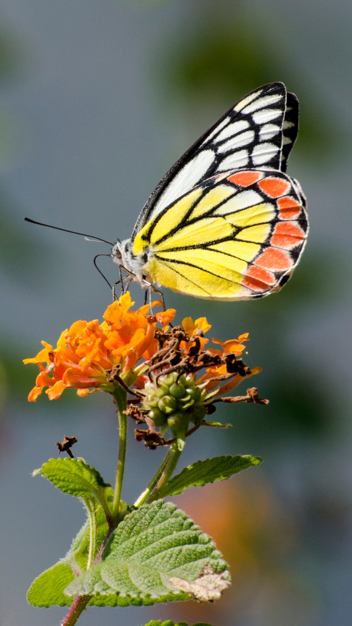 8 beautiful butterflies one can spot in India