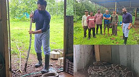 Mhasala python rescue: म्हसळ्यात वांगणी येथे सापडला 10 फुटी अजगर