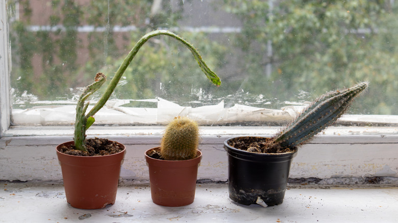 Why Your Cactus Is Leaning (And How To Fix It)