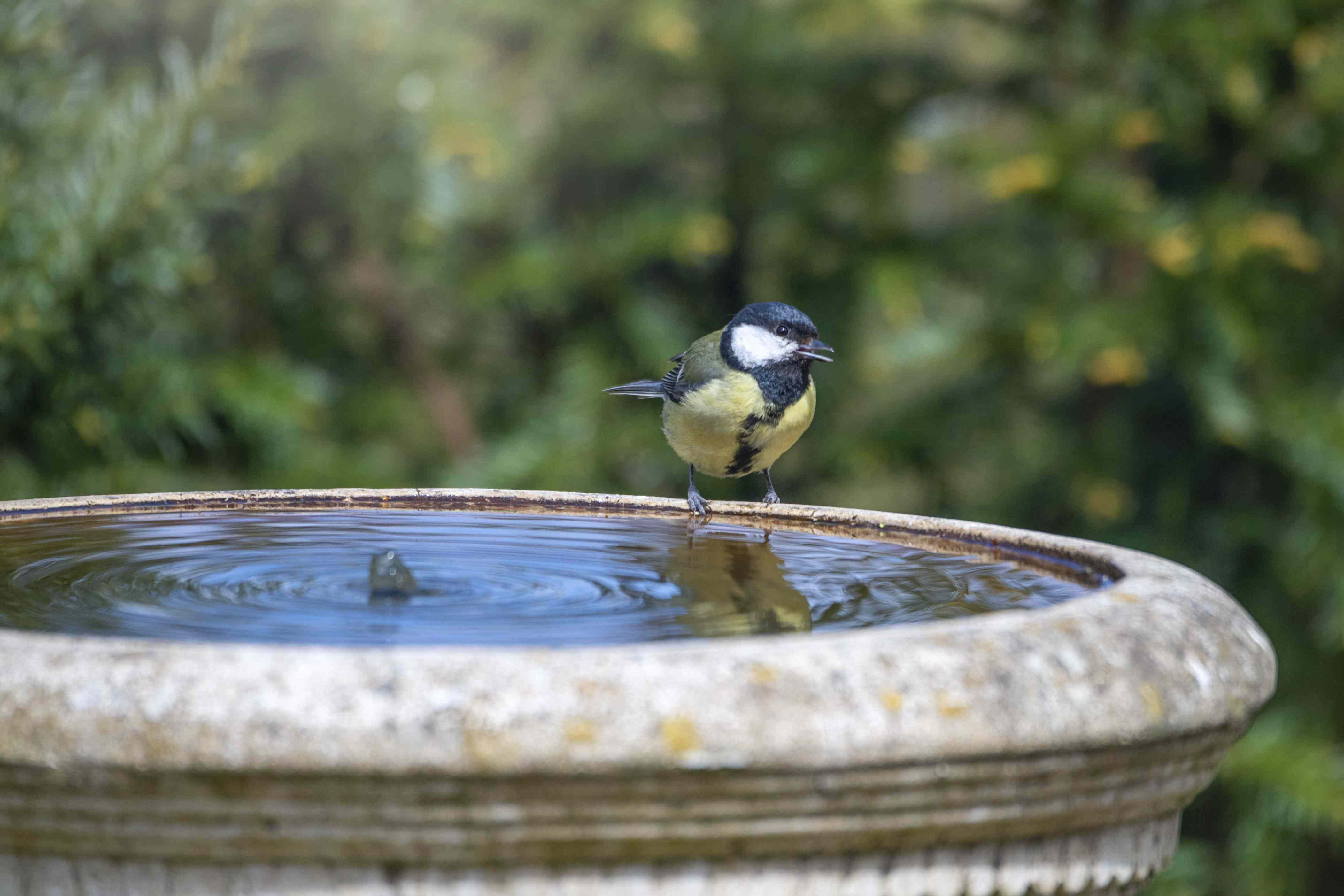 Can You Use Vinegar to Safely Clean Bird Bath Algae? Wildlife Pros Say ...