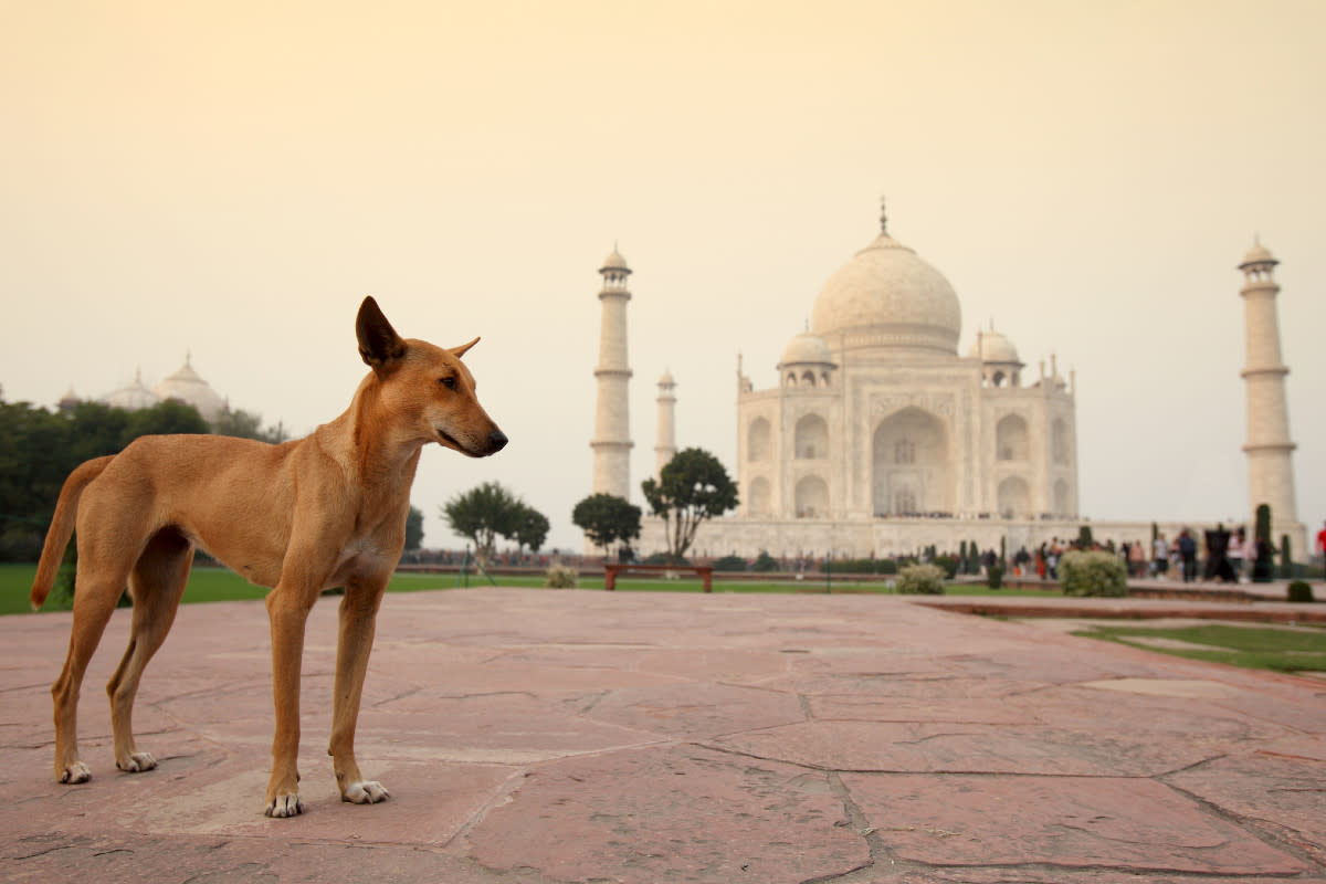 100+ Indian Desi Dog Names With Beautiful Meanings