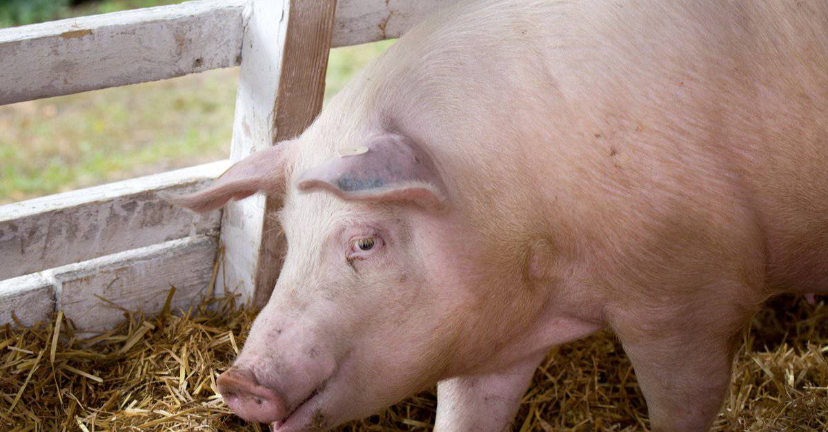 Exploring the World of Pigs: A Comprehensive Guide to the Largest Breeds